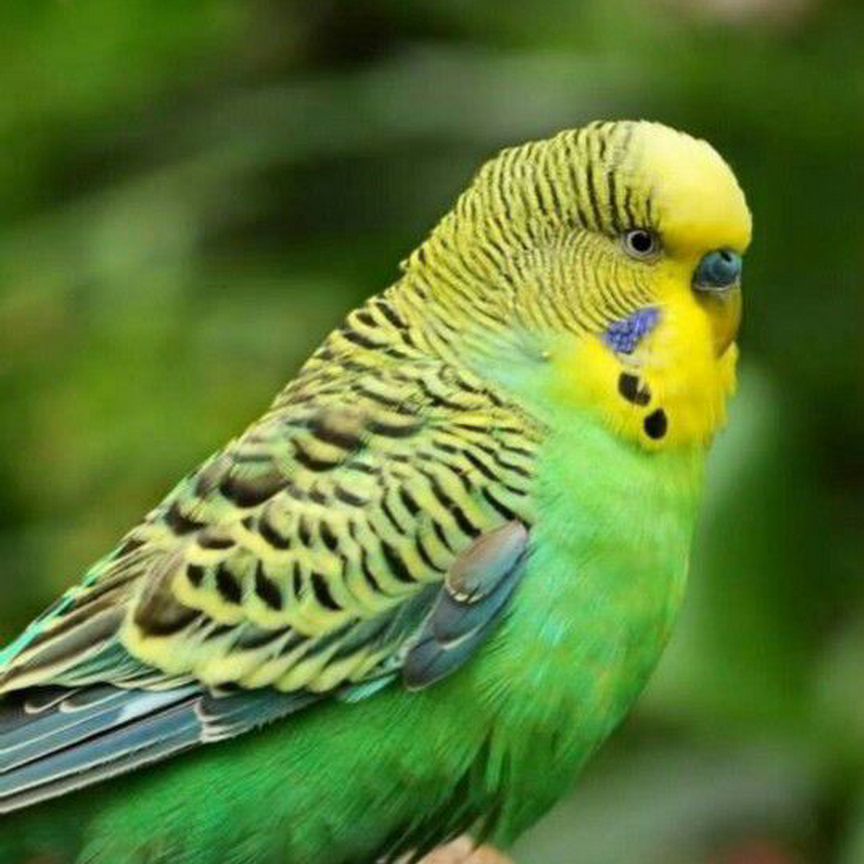 Продам Папугея