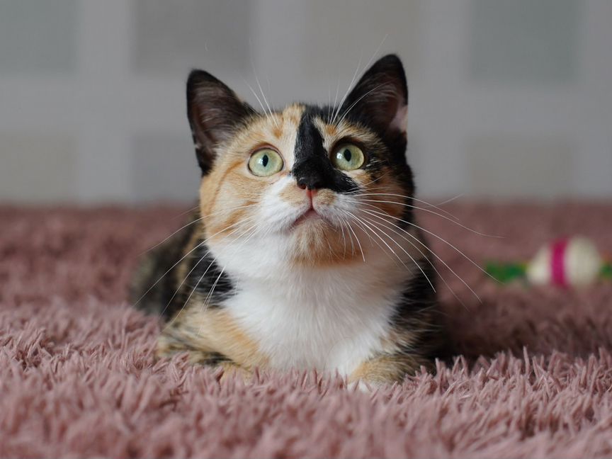 Кошка ищет семью, 9 месяцев