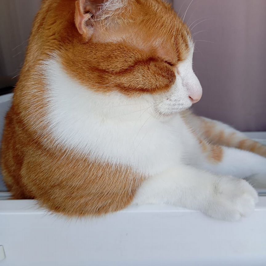 Кот для души