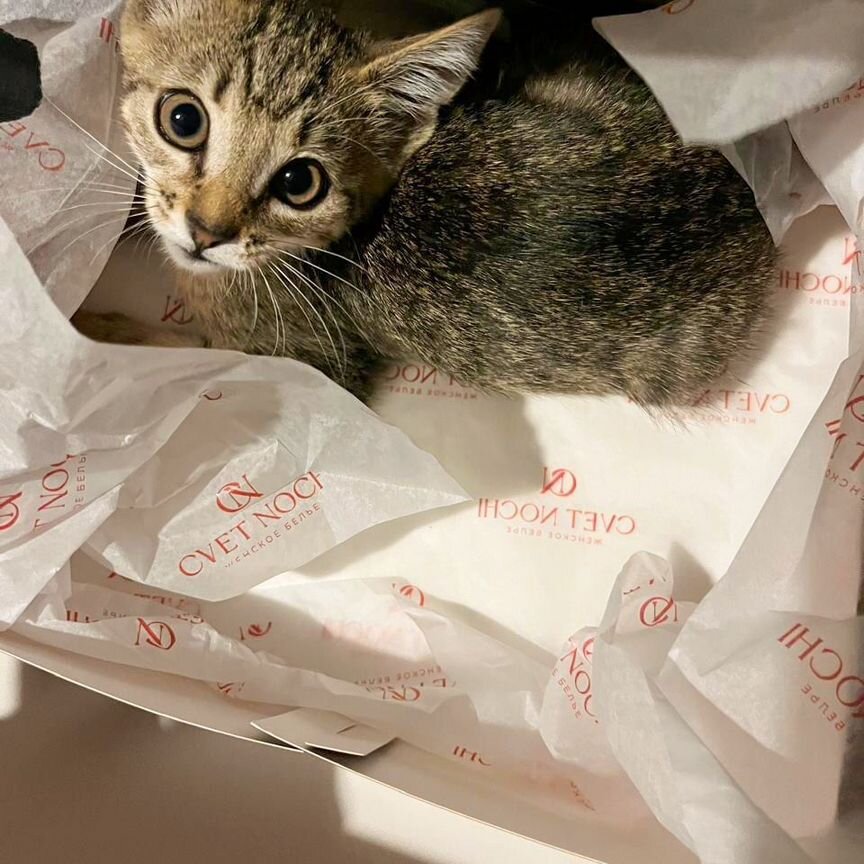 Кошки в добрые руки