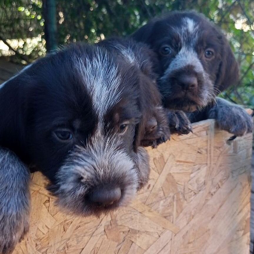 Щенки дратхаар