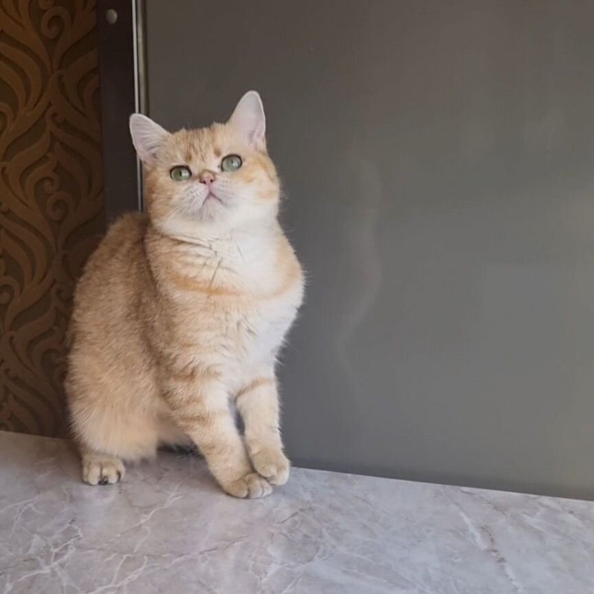 Девочка золотая шиншилла