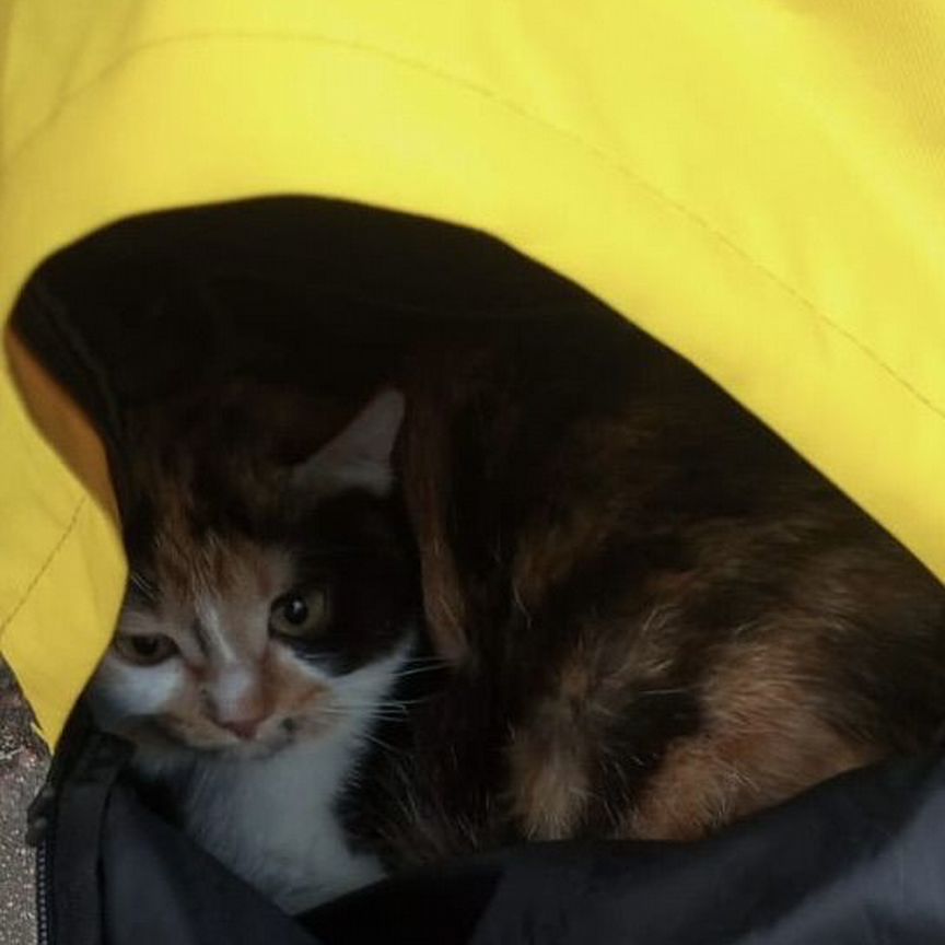 Кошка