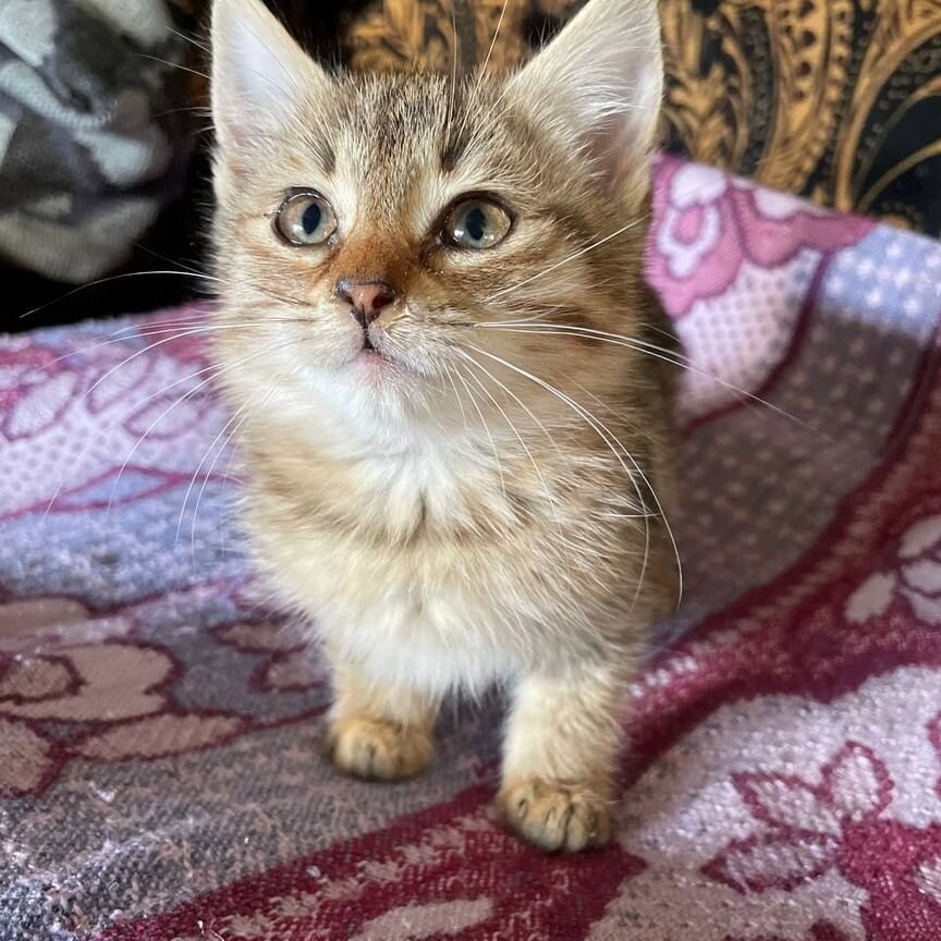 Котенок девочка в добрые руки