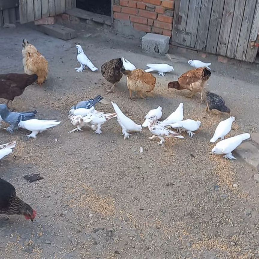 Андижанские голуби