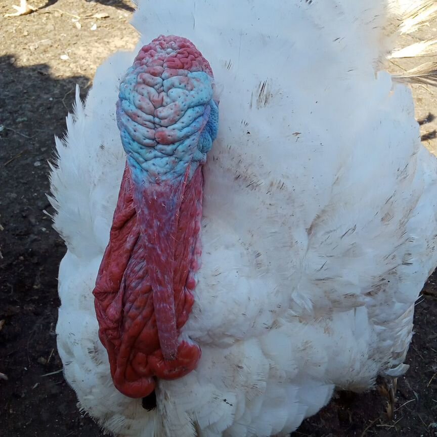 Продажа индейки