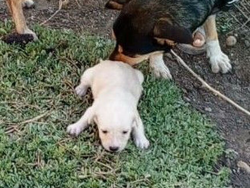 Щенок мальчик 1месяц