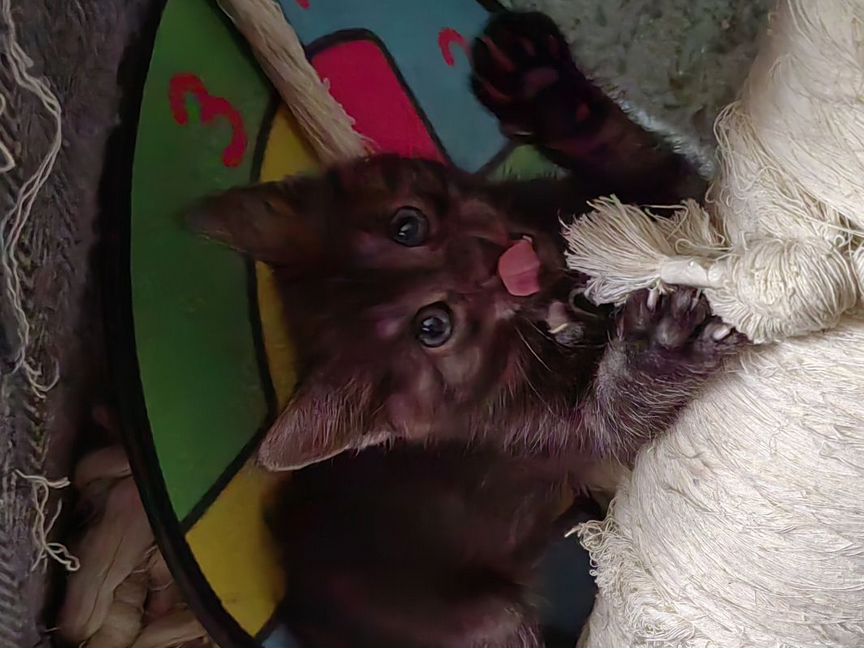 Котятки мейкунятки