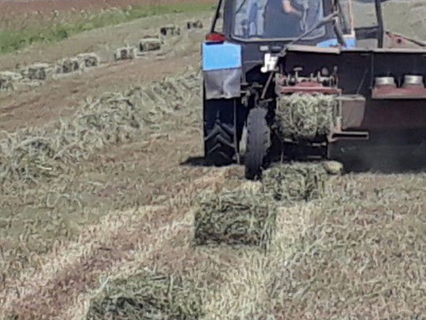 Сено урожай 2023 нал. безнал. Доставка