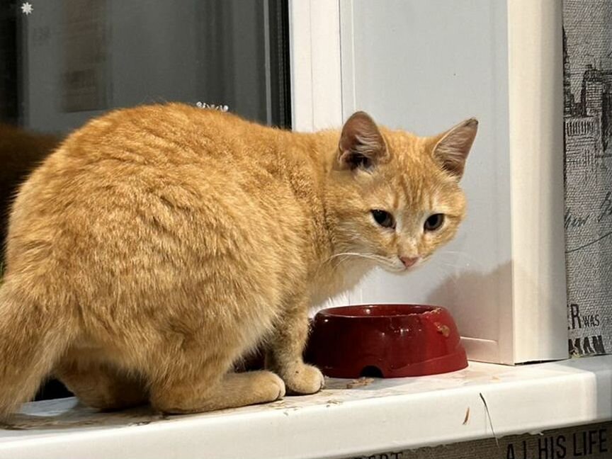 Отдаем рыжего кота в хорошие руки