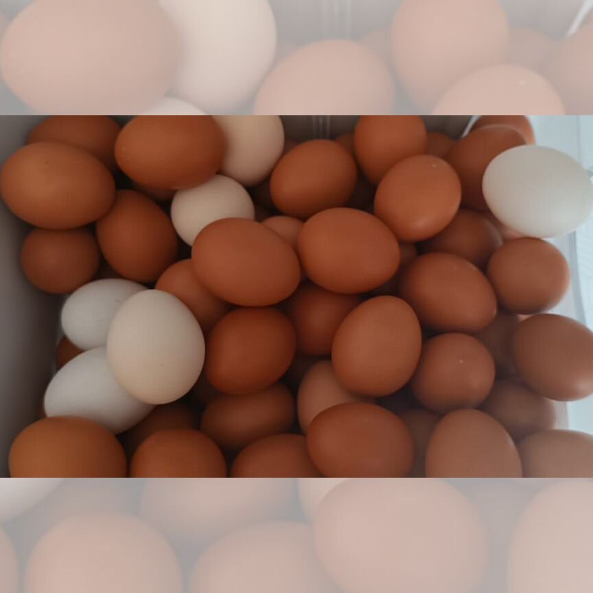 Домашние куриные яйца