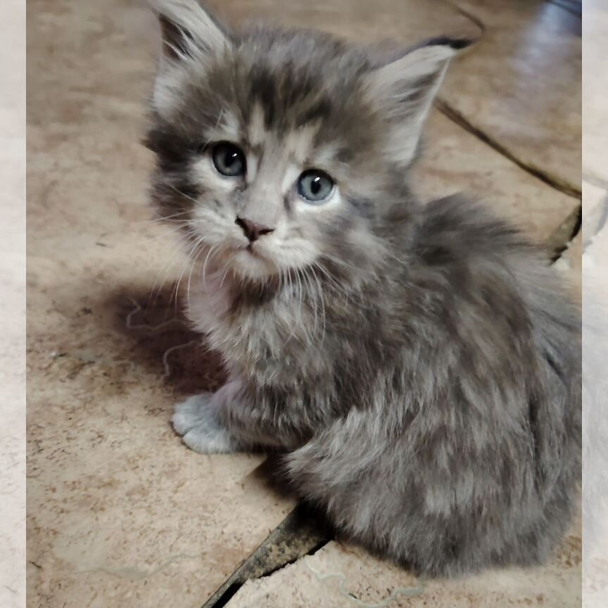 Майкун кошечка