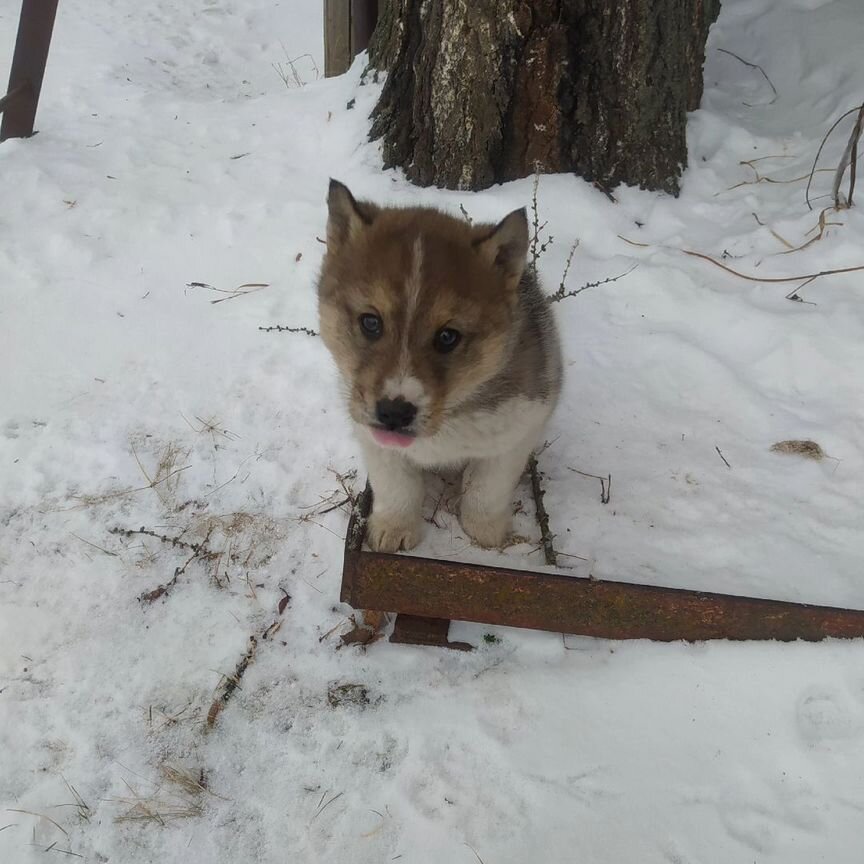 Щенок в добрые руки бесплатно