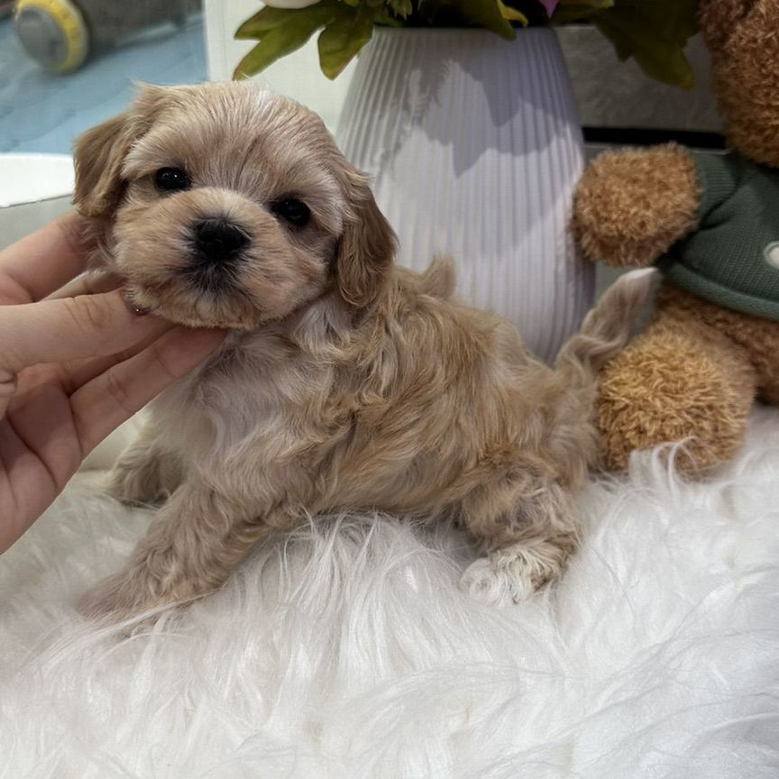 Карамельки щенки мальтипу