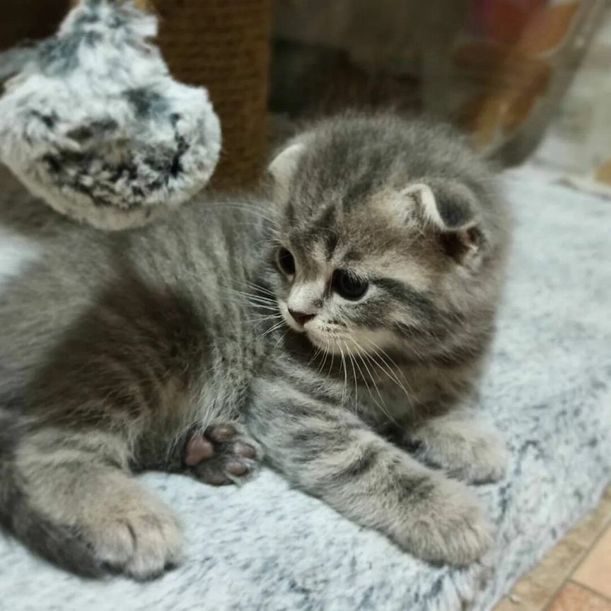 Котята вислоухие и прямоухие шотландские