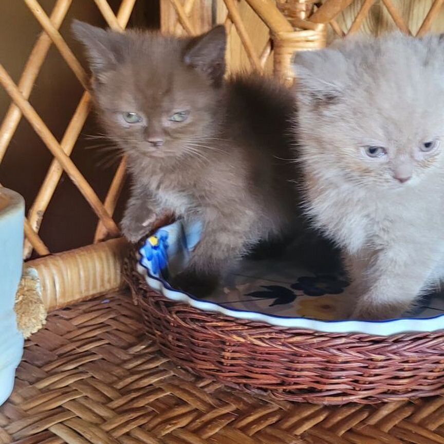 Продаю шотландских котят