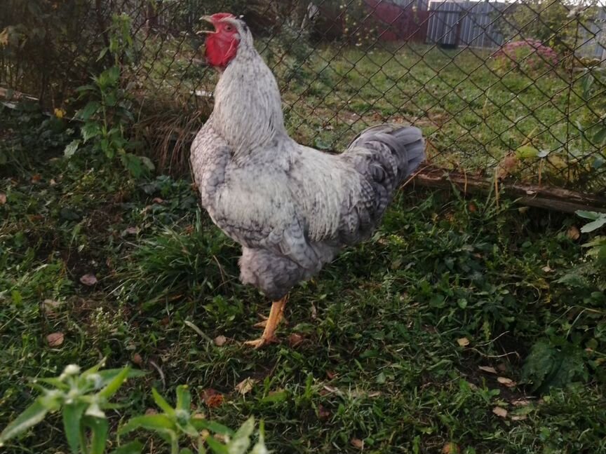 Петух помесь с виандот, 8 месяцев