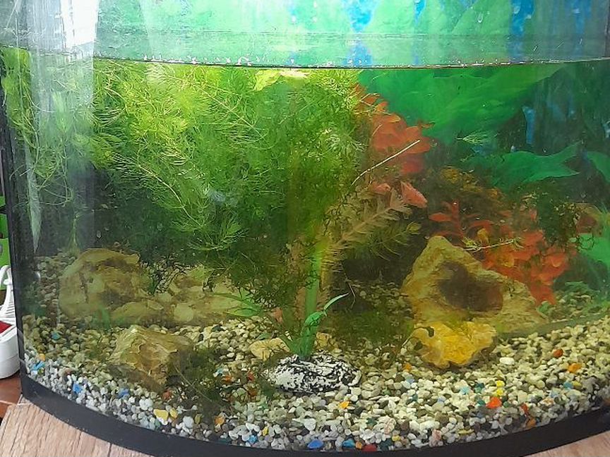 Аквариум 45л