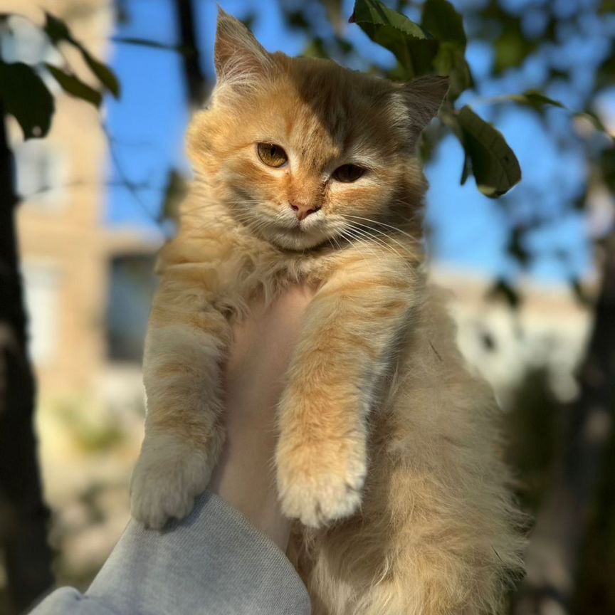Кошки в добрые руки