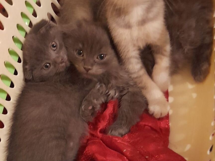 Шотландские малышки, серебристая и голубая