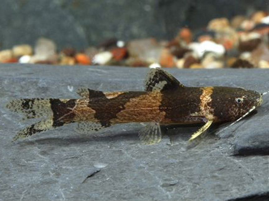 Сомик Микрогланис пчёлка (Microglanis Iheringi)