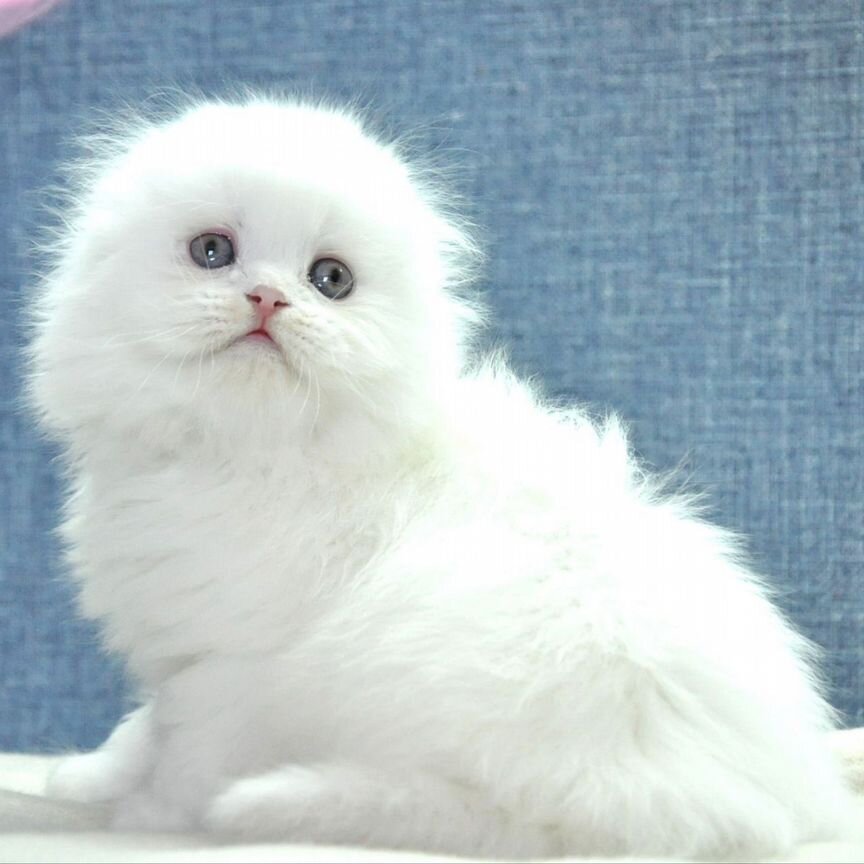 Мальчик хайленд фолд