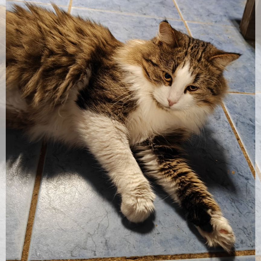 Взрослый кот в добрые руки