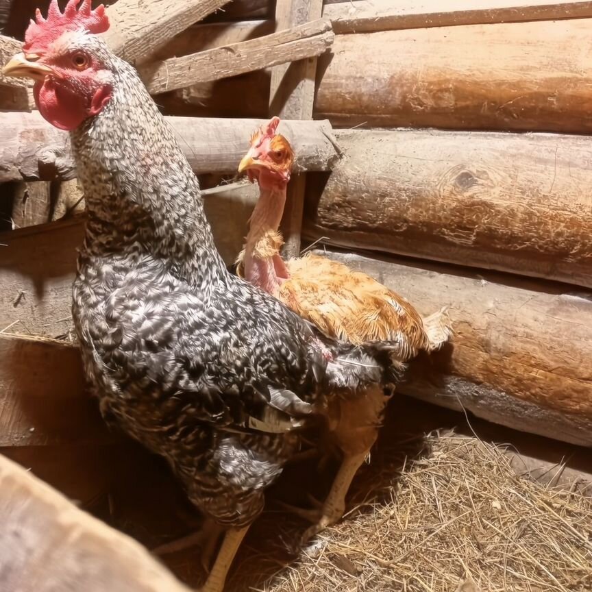 Петухи июньские