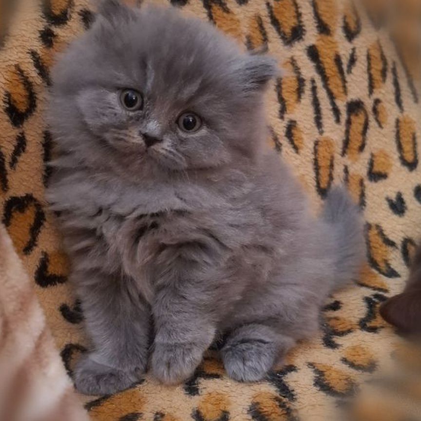 Британские котята