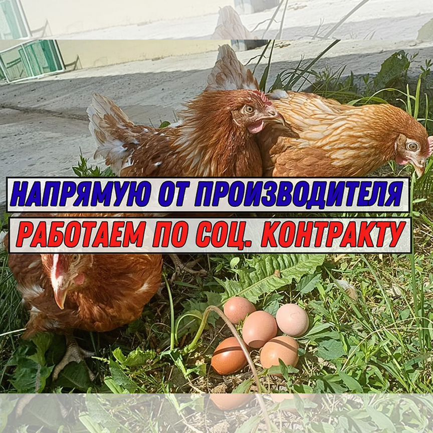Курица несушка молодняк оптом/Оплата при получении