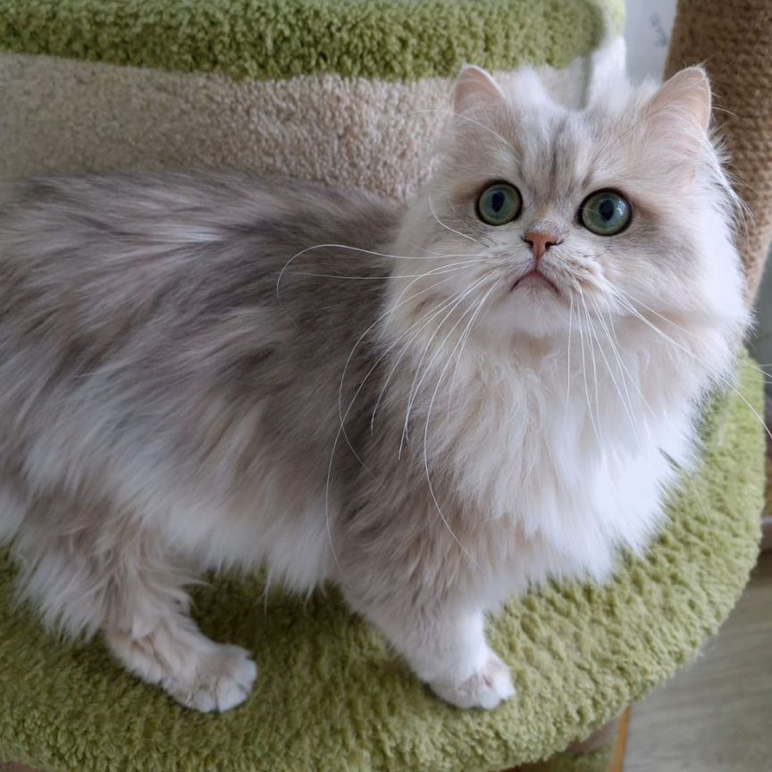 Британский длинношёрстный кот, взрослый