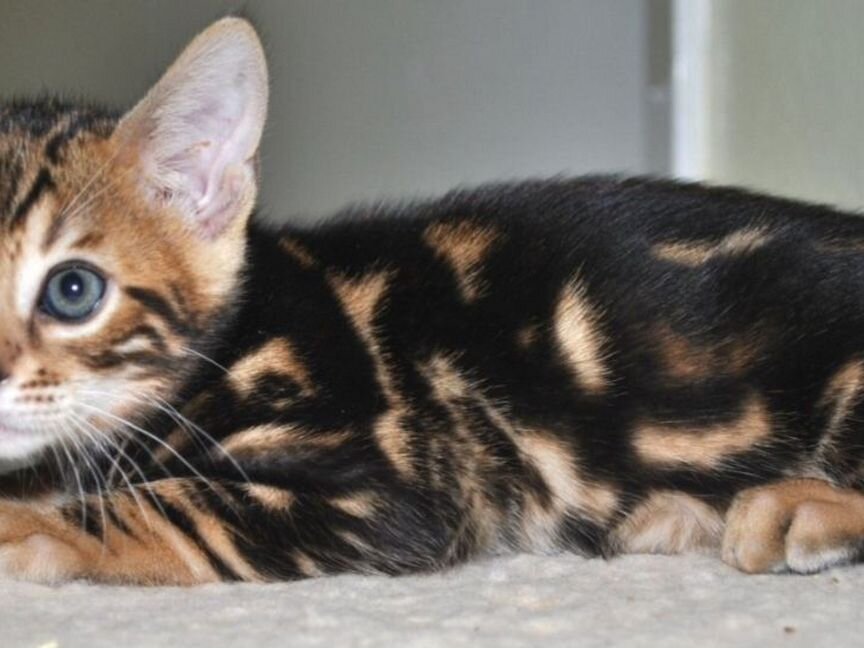 Бенгальские котята