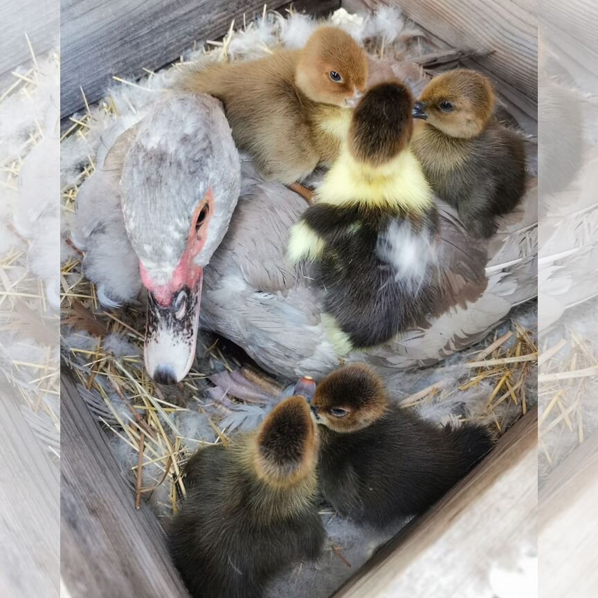 Индоутята тяжелой линии