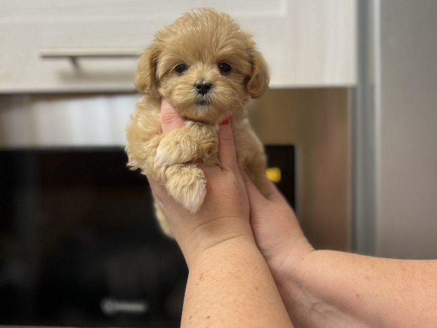 Мальтипу f1 mini