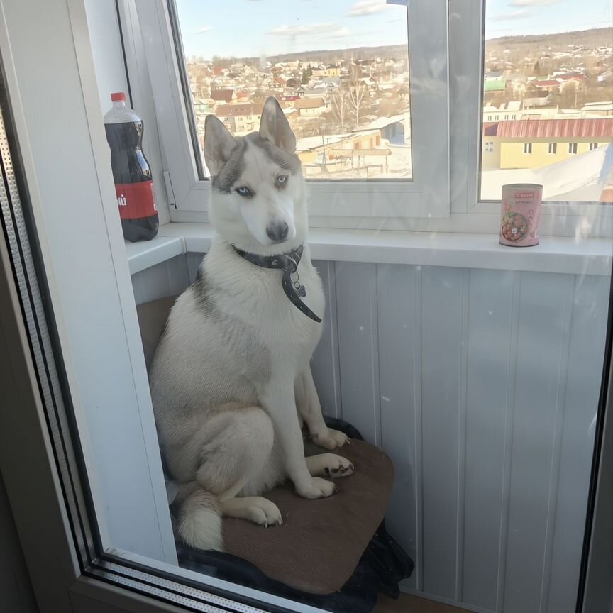 Сибирский хаски, взрослый пёс