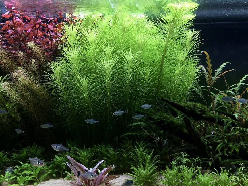 Погостемон Эректус, меристема