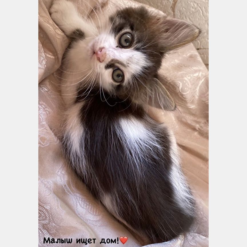 Отдам котенка в добрые руки мальчика
