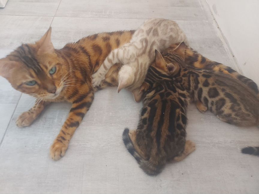 Чистокровные бенгальские котятки