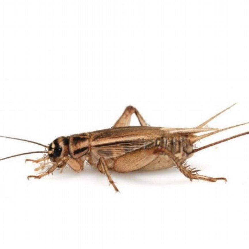 Продается домовой сверчок живой
