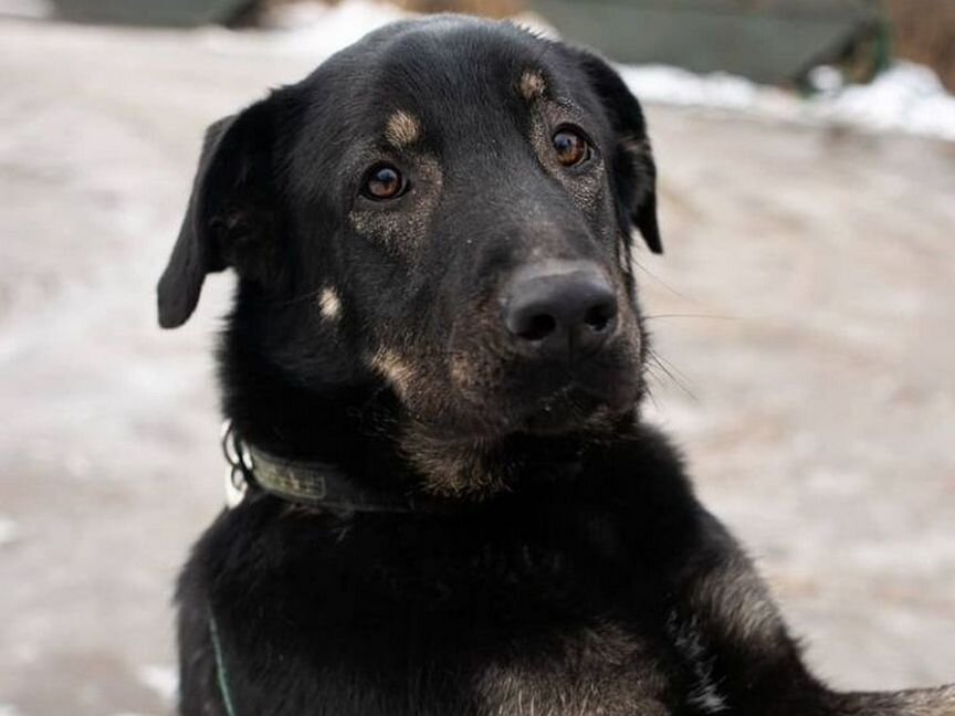 Собака в добрые руки