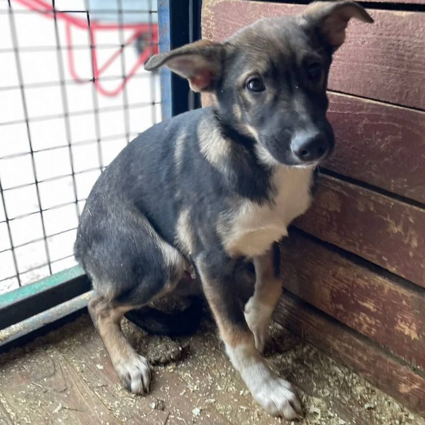 Щенок в добрые руки