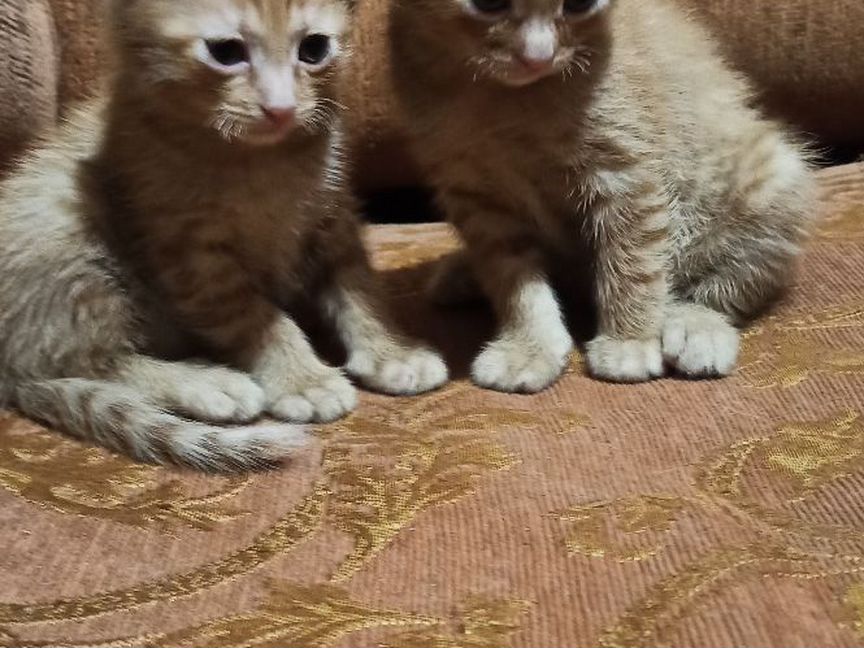 Котята