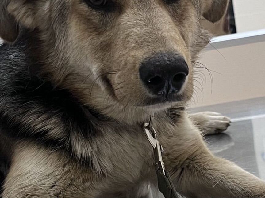 Собака потерялась