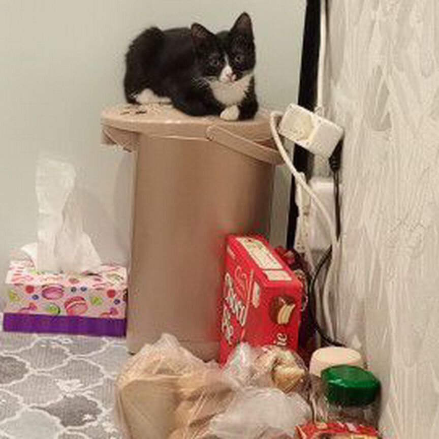 Кошечка 3 месяца