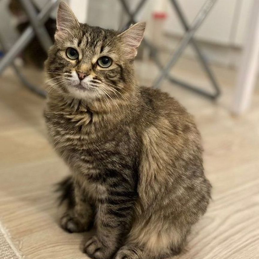 Кошечка сибирячка