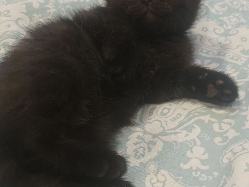 Шотландские вислоухие котята