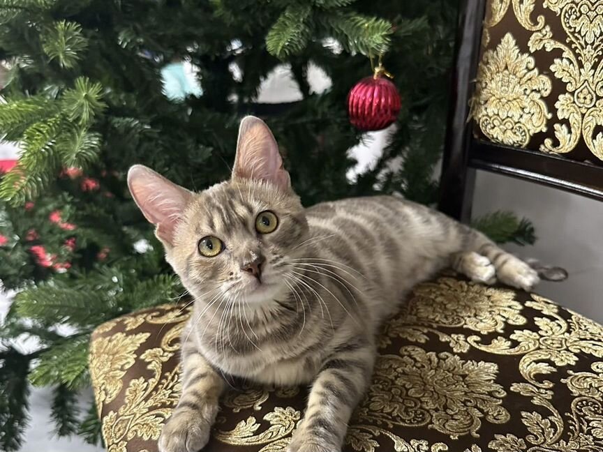 Бенгальская голубая красотка