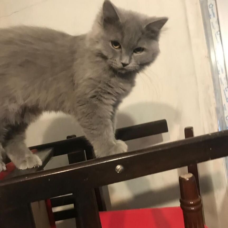 Отдам в добрые руки мальчика котенка