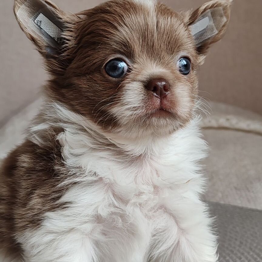 Красавчики