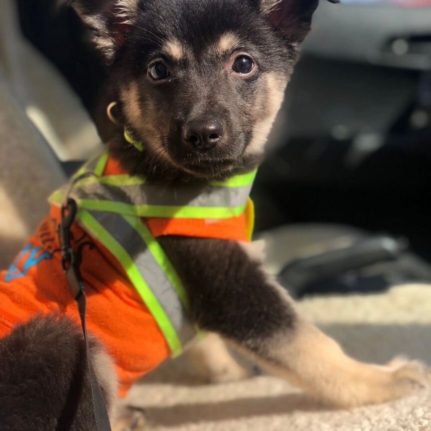 Щенок в добрые руки